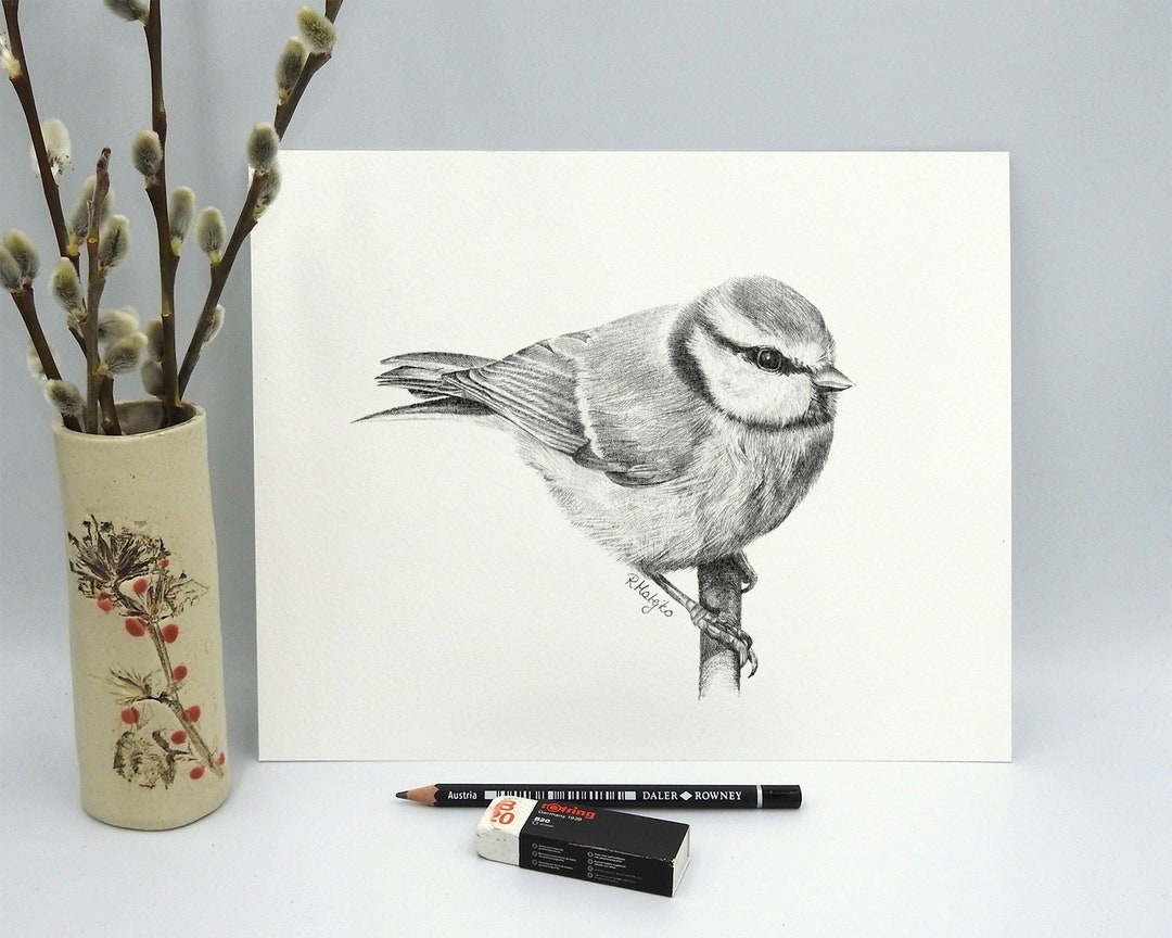 ORIGINAL Blue Tit Bird Pencil Drawing, Blue Tit Wall Art, Nature Decor ...
