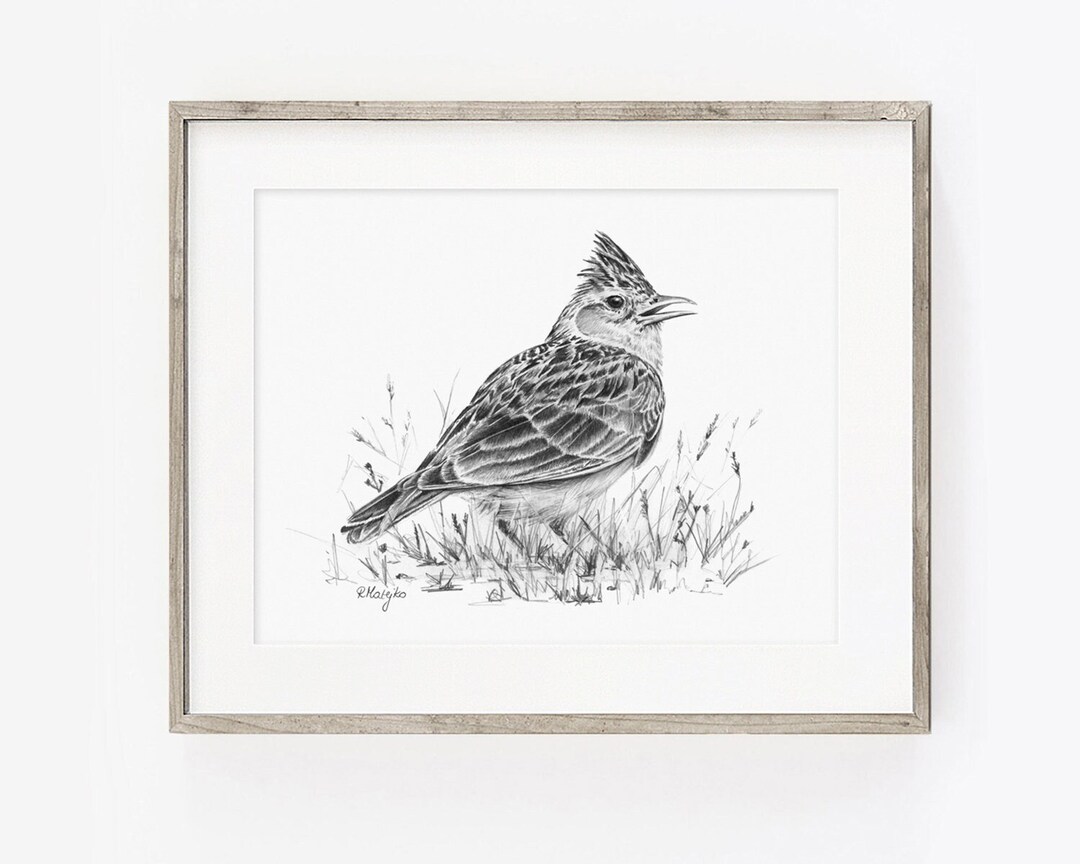 Skylark PRINT, Song Bird Pencil Drawing Wall Art, Nature Decor, Print ...
