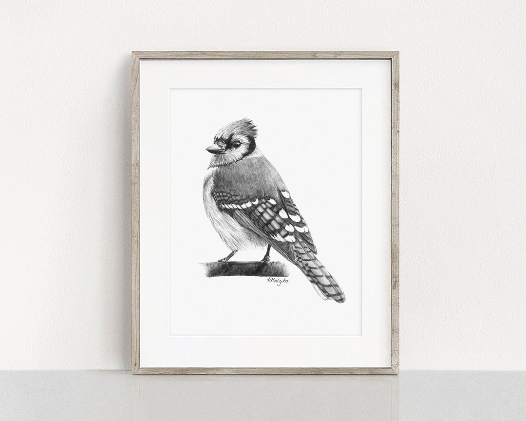 PRINTABLE Blue Jay Art Print, Blue Jay Pencil Drawing Wall Art, Garden ...