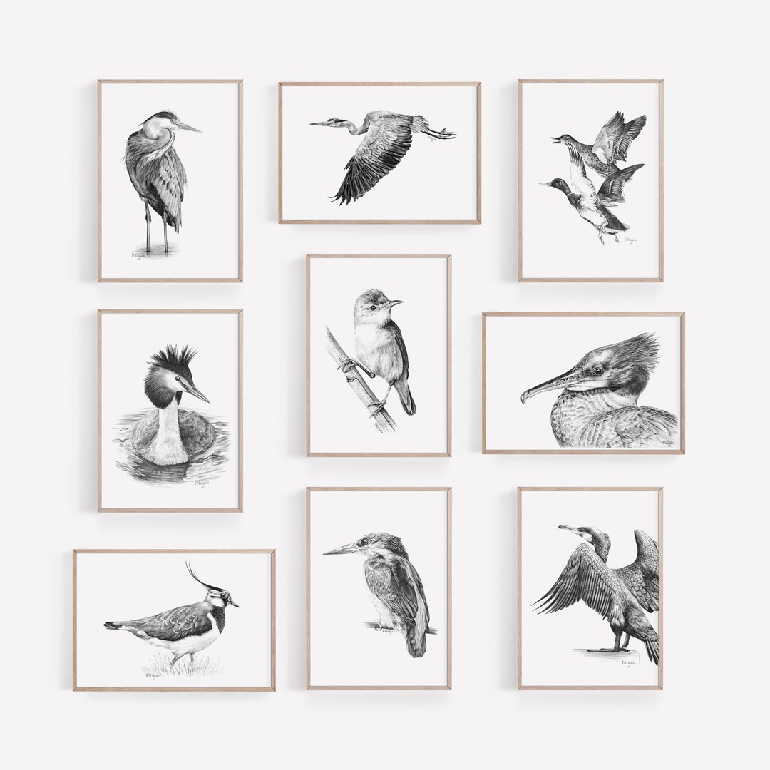 PRINTABLE Water Birds Wall Art Print Set of 9, Lake Birds Pencil Wall ...