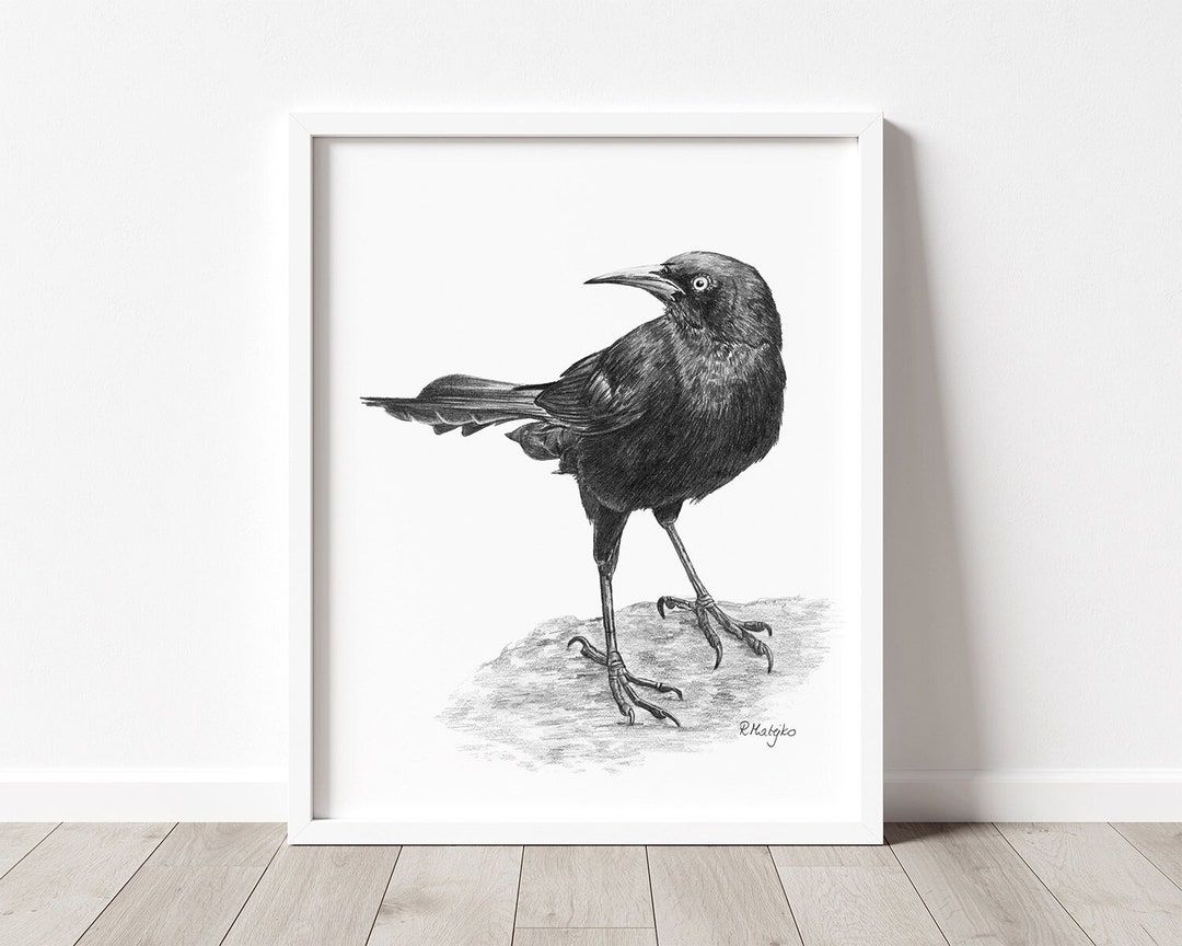 PRINTABLE Grackle Art Print Grackle Bird Pencil Drawing Wall - Etsy