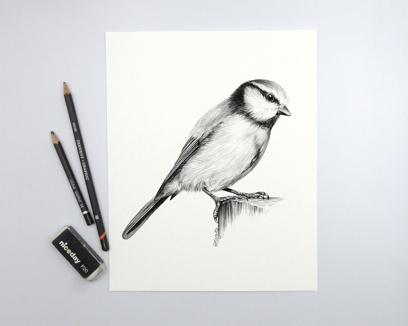 ORIGINAL Blue Tit Bird Pencil Drawing Blue Tit Wall Art - Etsy
