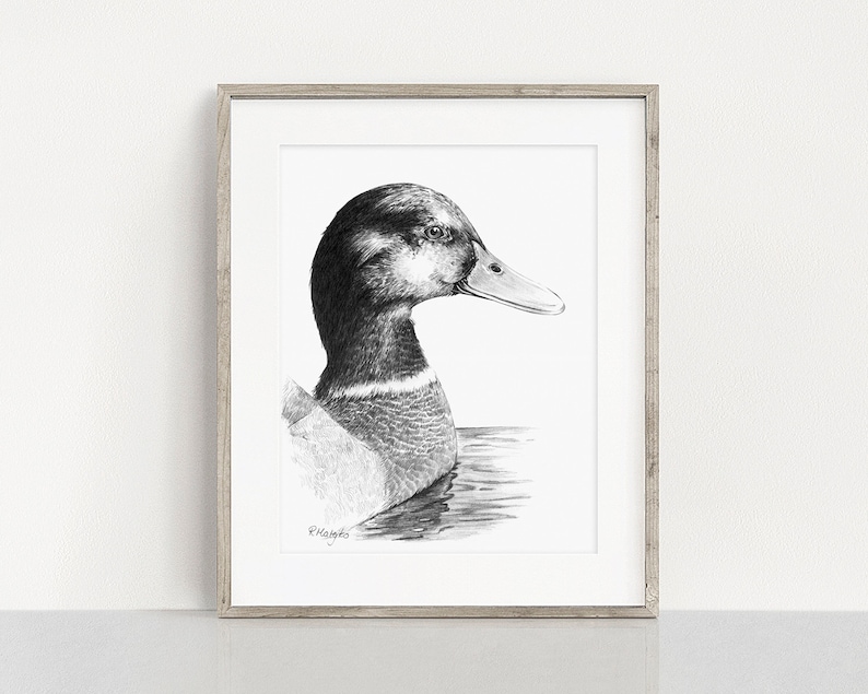 PRINTABLE Mallard Duck Art Print Duck Pencil Drawing Wall - Etsy