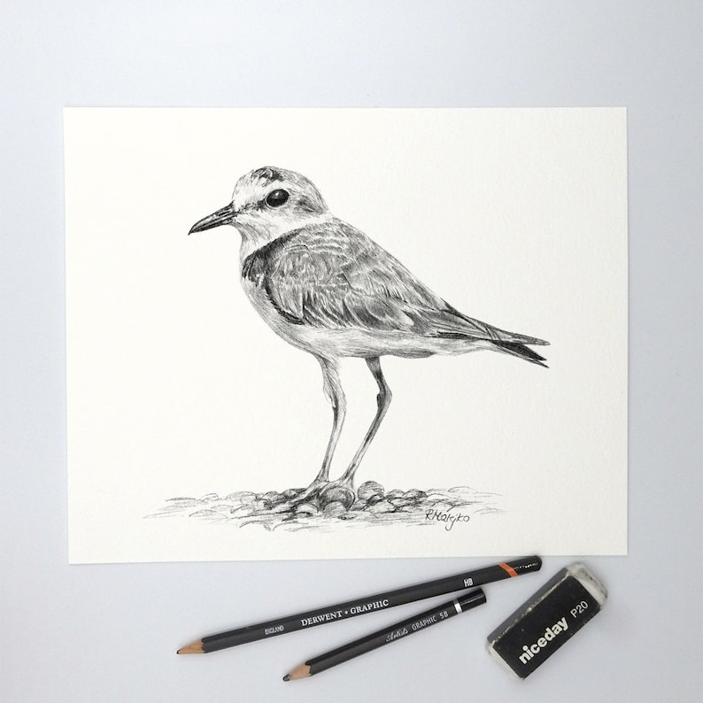ORIGINAL Plover Bird Pencil Drawing, Wading Bird Wall Art, Wetland Bird ...