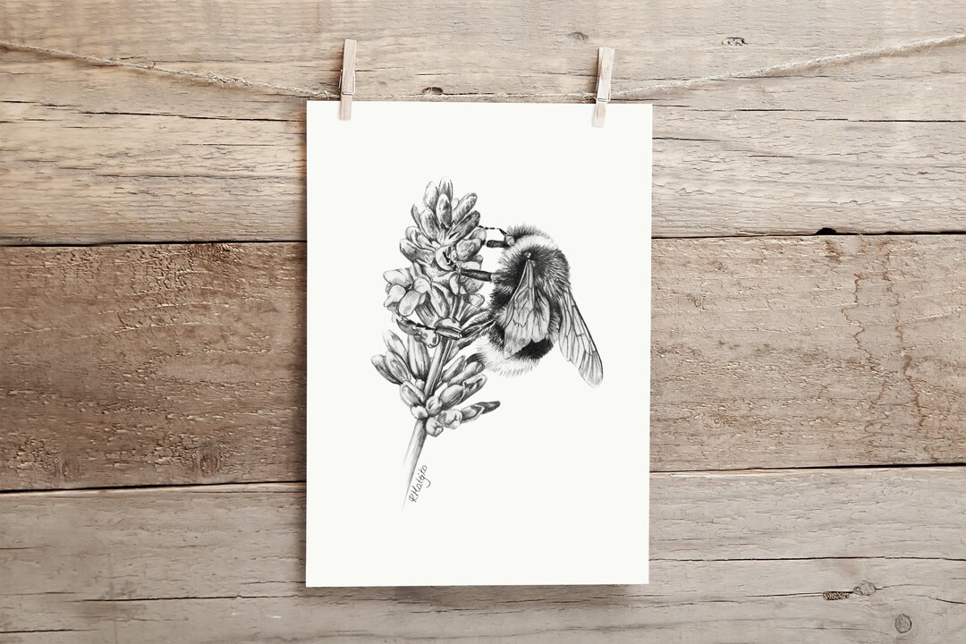 ORIGINAL Bumblebee Pencil Drawing, Garden Wall Art, Insect Sketch, Bee ...