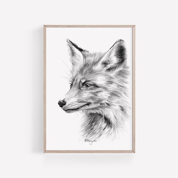 Red Fox Pencil Drawing