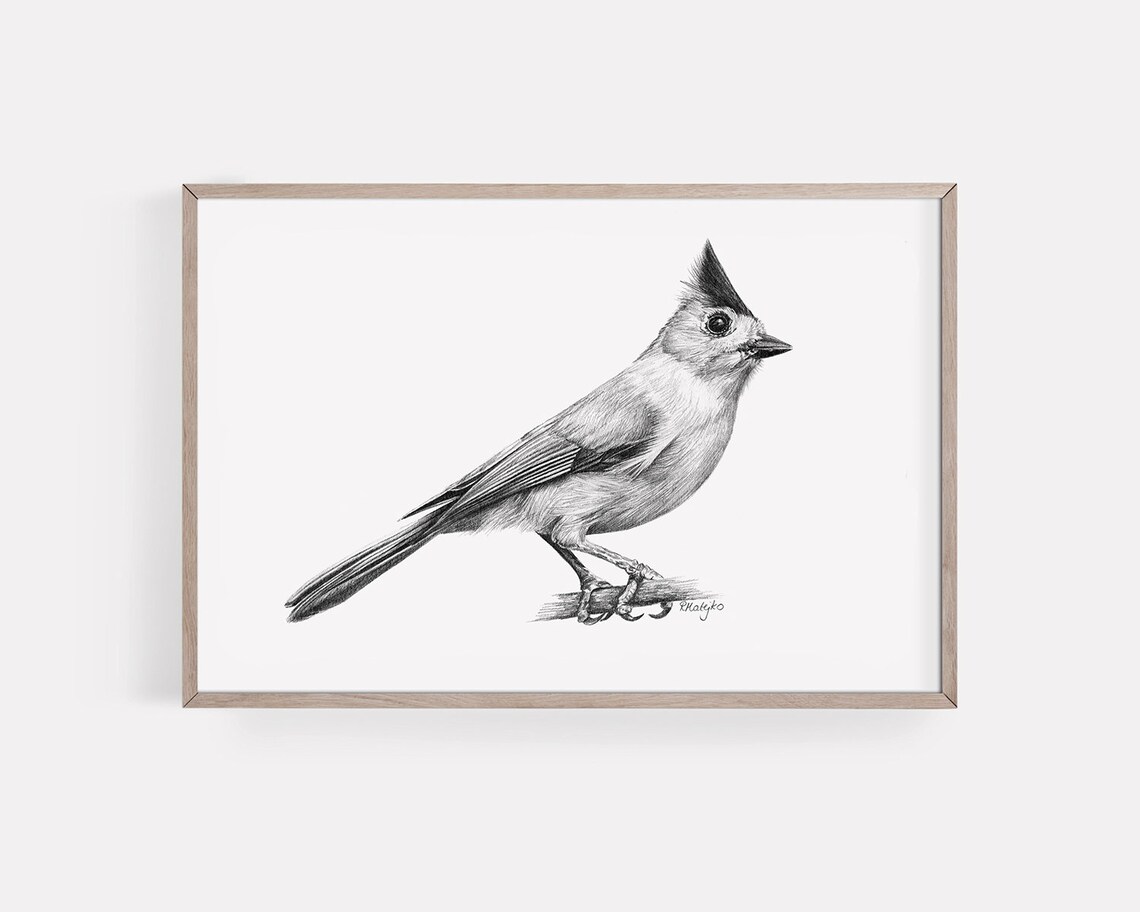 Tufted Titmouse Bird Art PRINT, Tufted Tit Pencil Drawing Wall Art ...