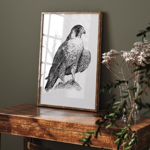 PRINTABLE Peregrine Falcon Art Print, Bird of Prey Wall Art, Printable ...