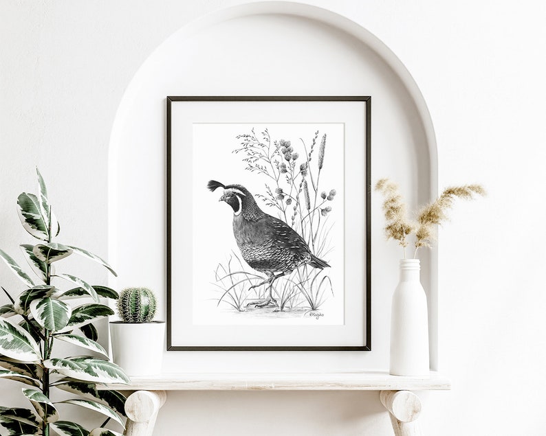 PRINTABLE California Quail Art Print Quail Pencil Drawing - Etsy