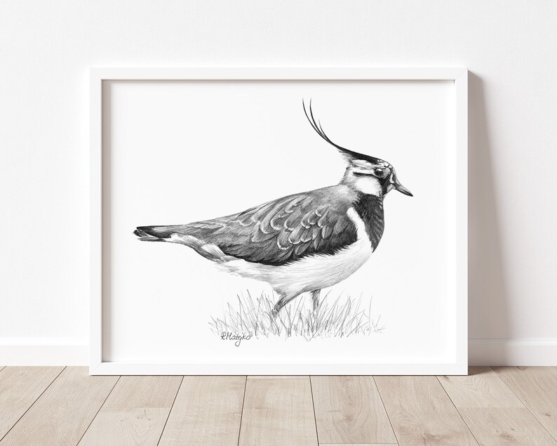 Lapwing Art PRINT Lapwing Pencil Drawing Wading Bird Sketch - Etsy UK