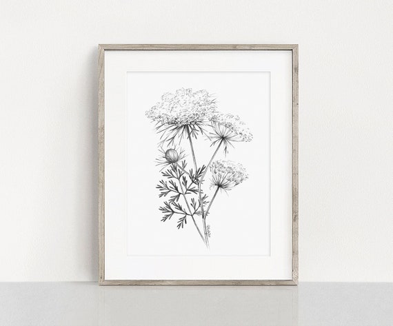 Queen Anne's Lace Art PRINT Graphite Pencil Drawing | Etsy