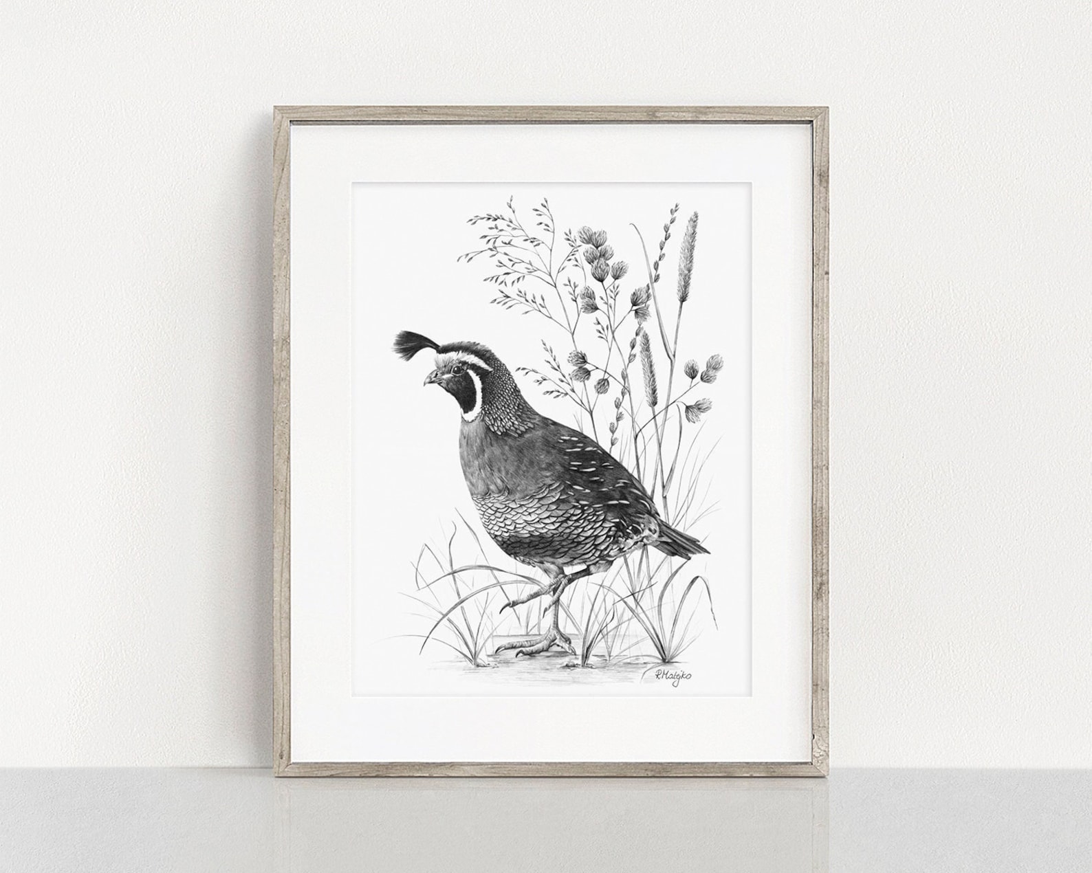 PRINTABLE California Quail Art Print Quail Pencil Drawing - Etsy