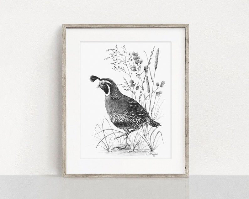 PRINTABLE California Quail Art Print Quail Pencil Drawing - Etsy