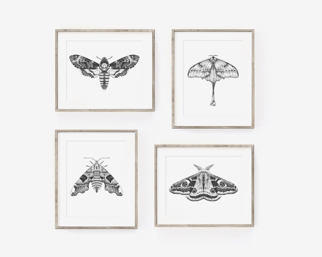 Moths Wall Art PRINT Set of 4, Graphite Pencil Drawings, Nocturnal ...