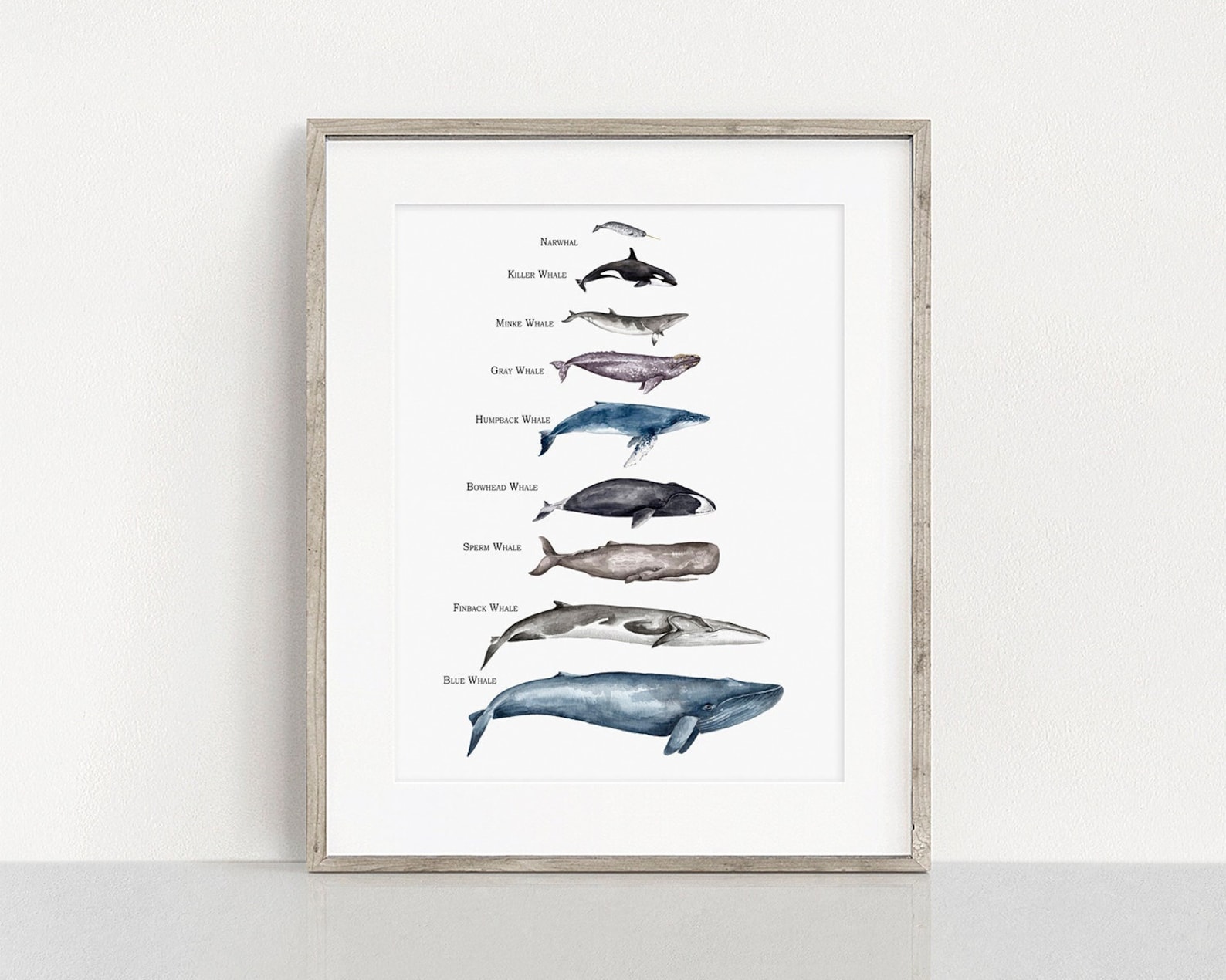 Whales Size Chart Art PRINT Watercolor Whales Whale Chart - Etsy UK
