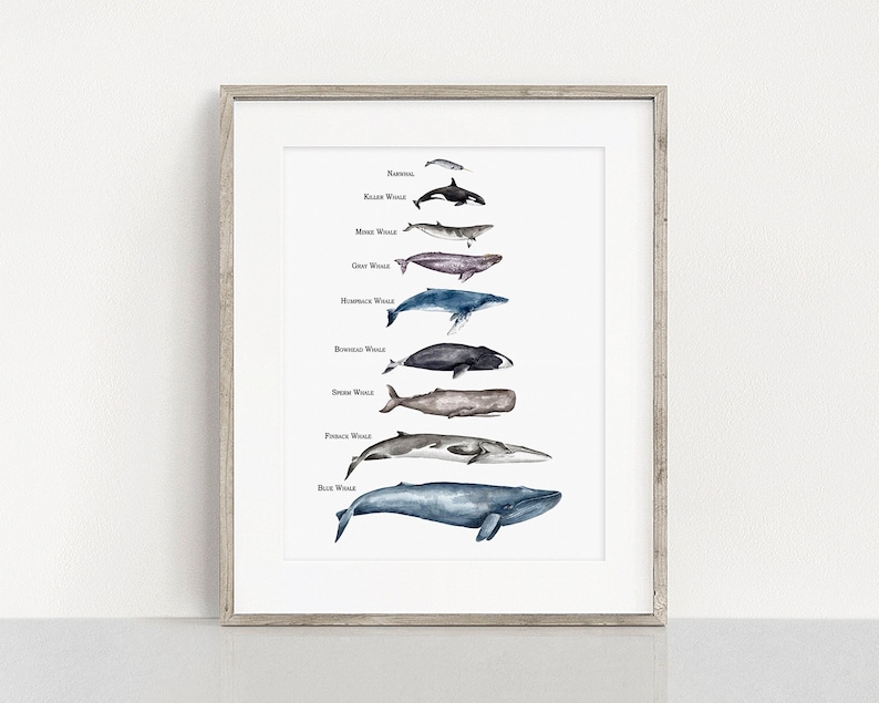 Whales Size Chart Art PRINT Watercolor Whales Whale Chart | Etsy