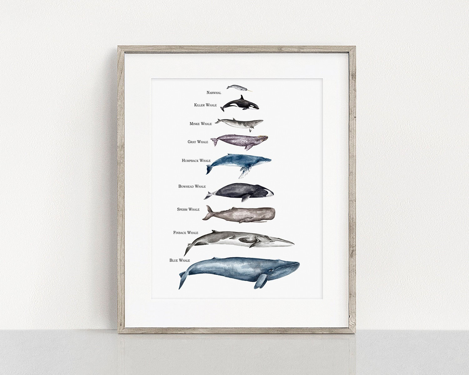 Whales Size Chart Art PRINT Watercolor Whales Whale Chart - Etsy UK