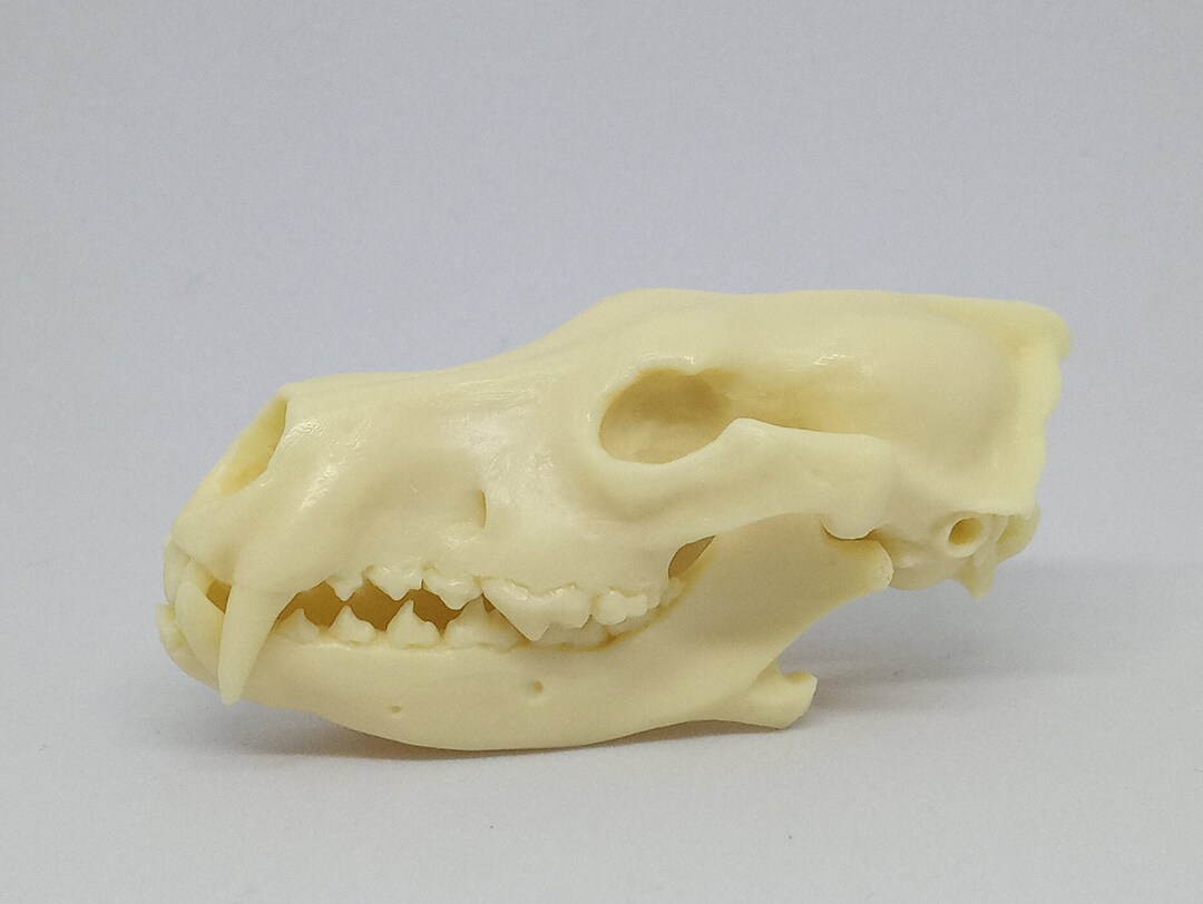 Wolf Skull Bjd 1/4 MSD Resin Doll - Etsy