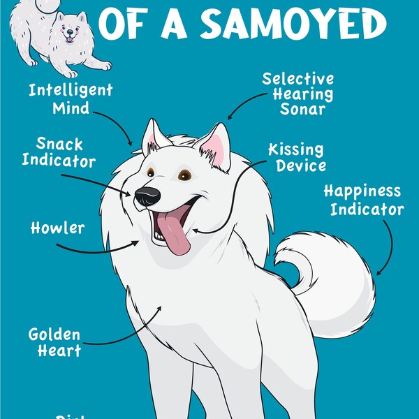 Anatomy of Samoyed - Etsy