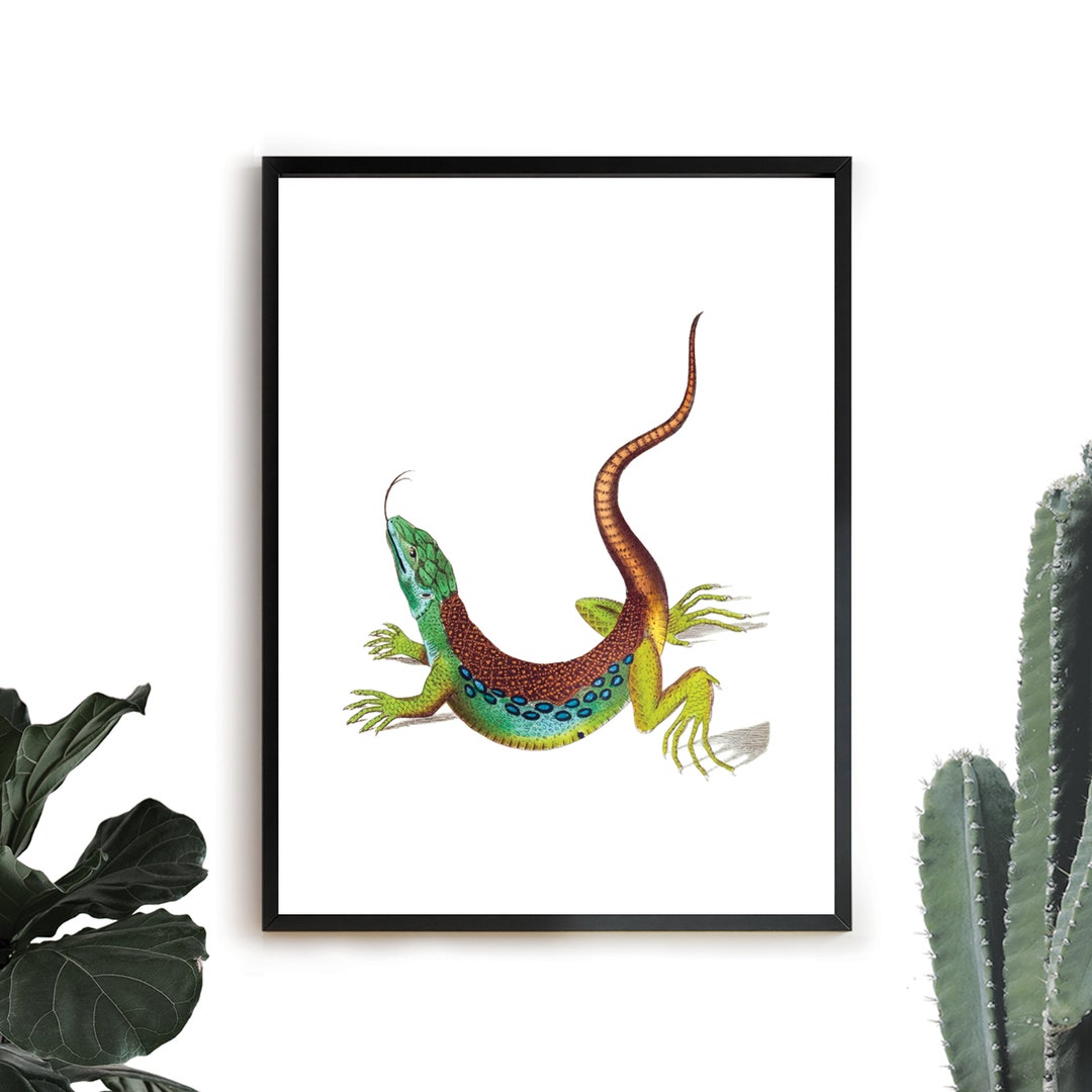 Lizard - Vintage Lithograph Animal Illustration - Digital Print - Etsy