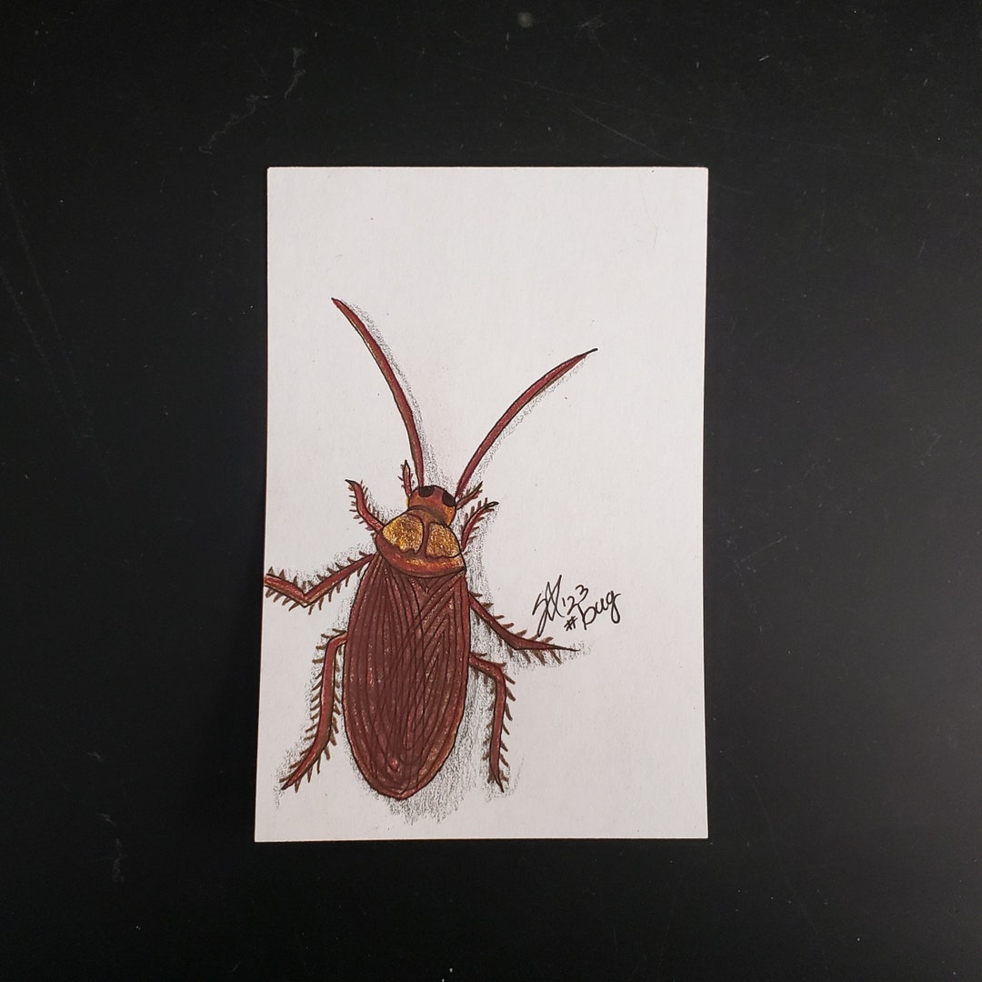 Bug, 4x6, Original Drawing - Etsy