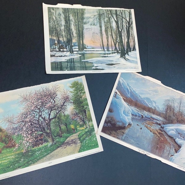 1920s Nature Print - Etsy