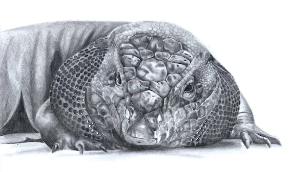 Tegu Art Print | Etsy