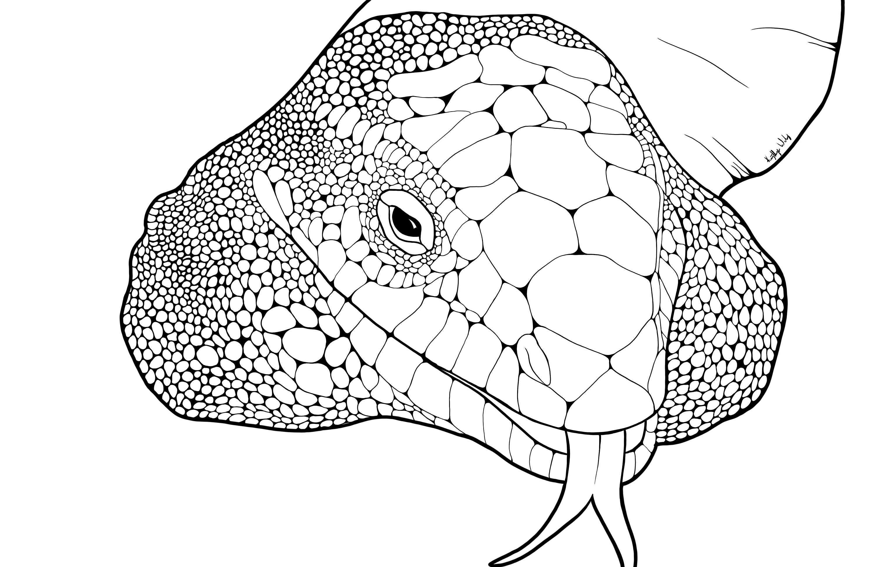 Tonguey Tegu Coloring Sheet | Etsy