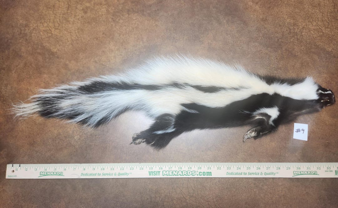 Tanned Skunk Pelt Complete With Feet / Claws 9 - Etsy