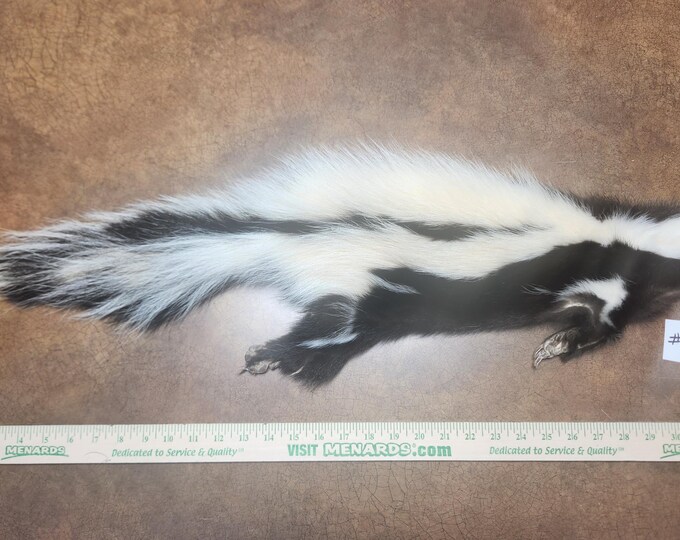 Tanned Skunk Pelt Complete With Feet / Claws #9 - Etsy