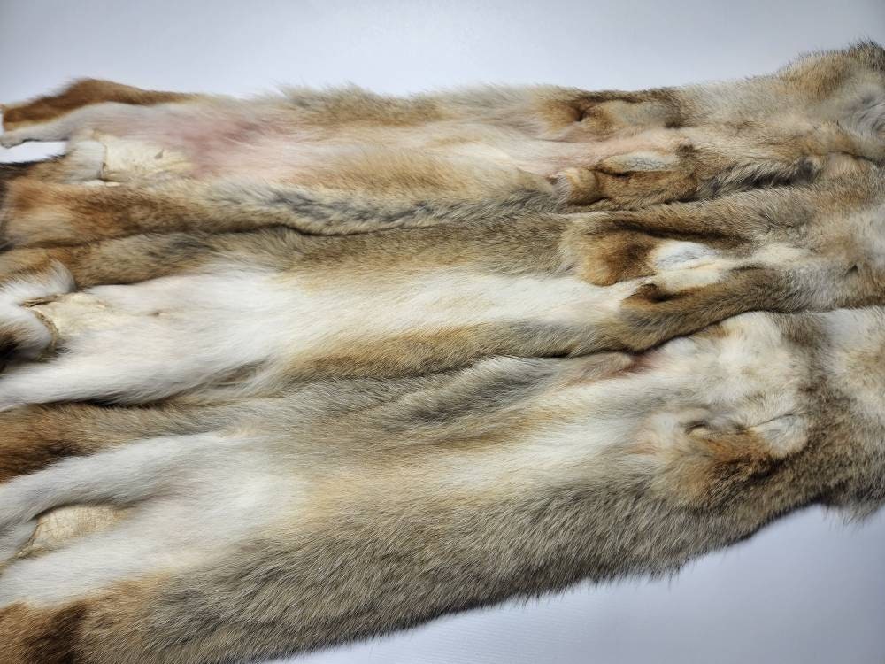 Tanned Midwestern Coyote Pelt #1 Grade (size 2XL) - Etsy