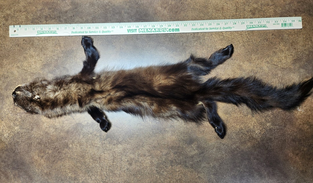 Tanned Fisher Pelt With Feet - Etsy