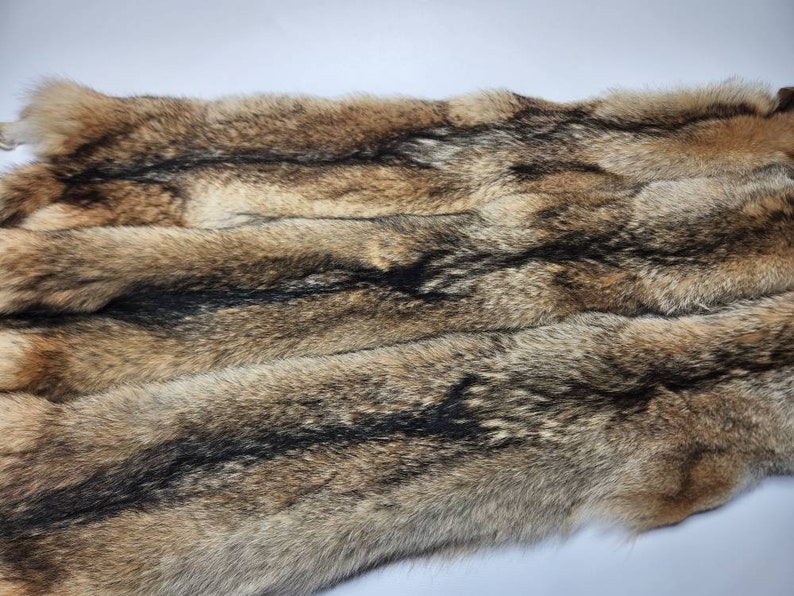 Tanned Midwestern Coyote Pelt 1 Grade size 2XL - Etsy
