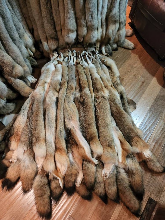 Tanned Midwestern Coyote Pelt 1 Grade size 2XL - Etsy