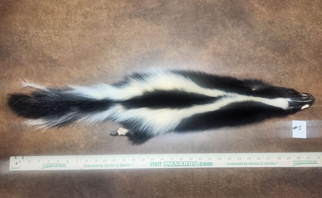 Tanned Skunk Pelt Complete With Feet / Claws #5 - Etsy