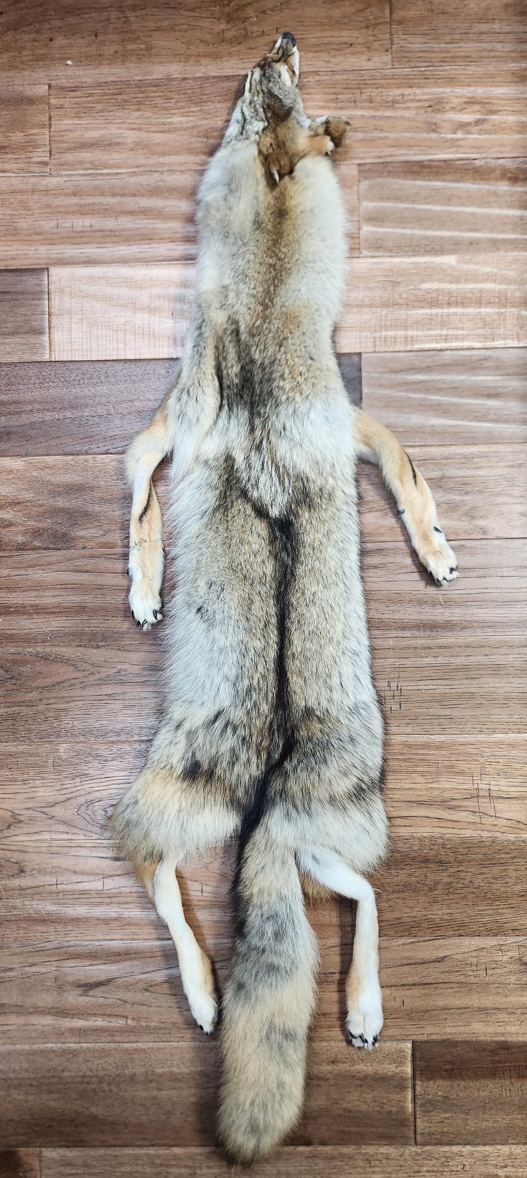 Tanned Coyote Pelt With Feet / Claws! #5 - Etsy