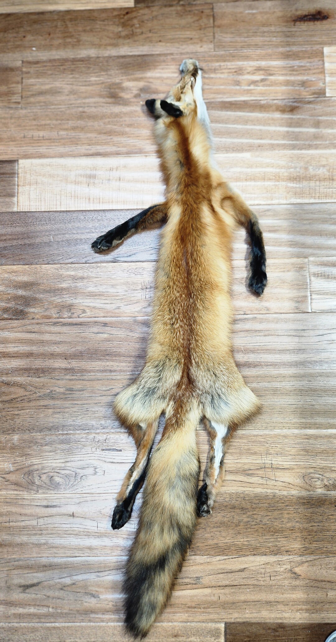 Tanned Red Fox Pelt With Feet 9 - Etsy