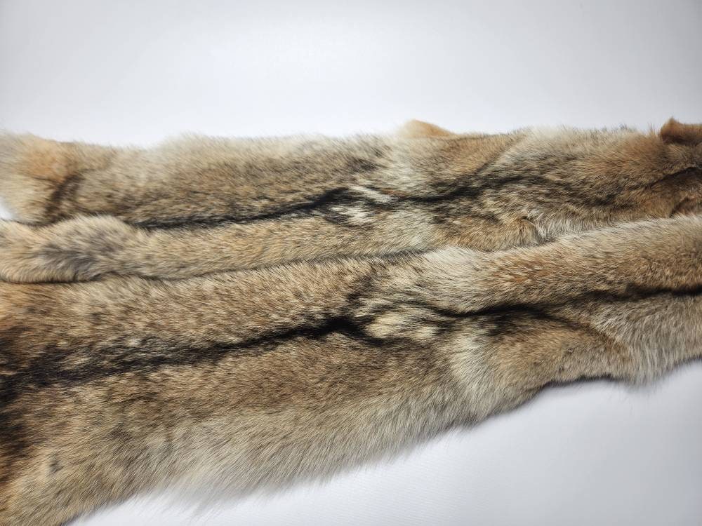 Tanned Western Semiheavy Pale Coyote Pelt size 2XL - Etsy