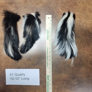 Tanned Skunk Tail 1 QUALITY. - Etsy