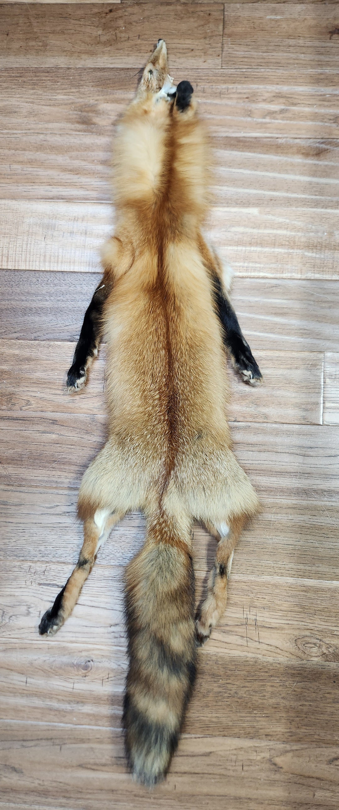 Tanned Red Fox Pelt With Feet 1 - Etsy