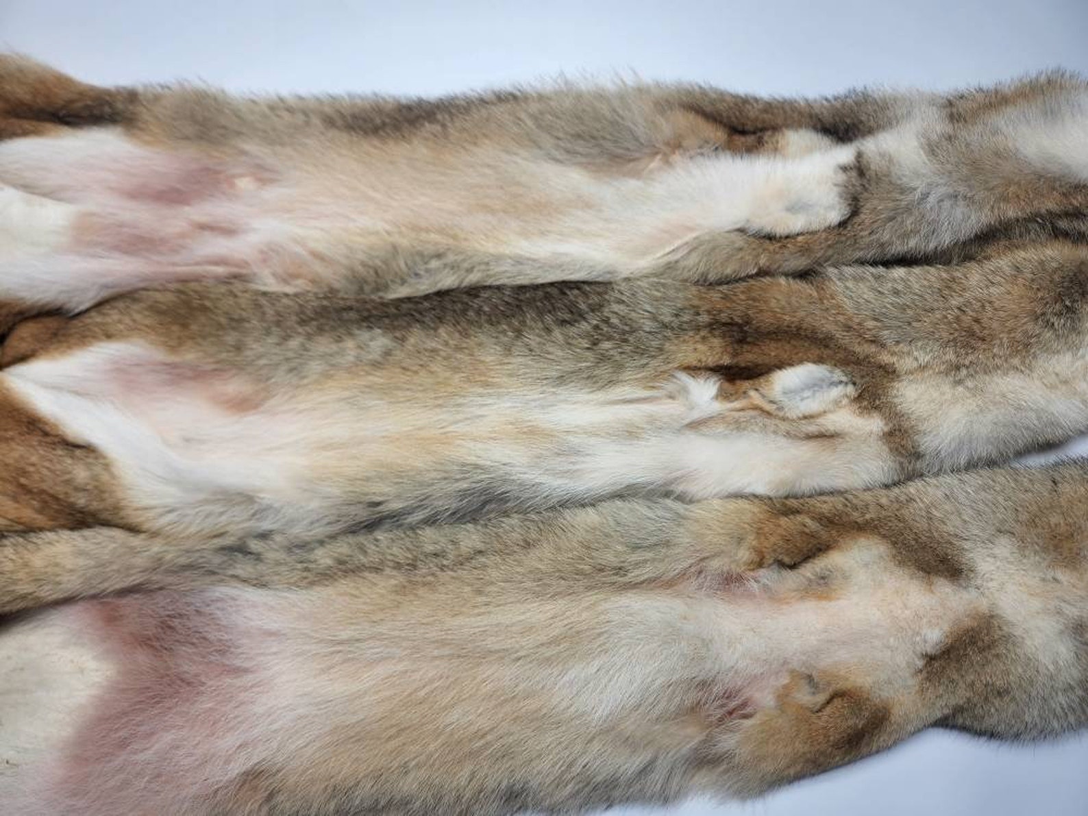 Tanned Midwestern Coyote Pelt 1 Grade size 2XL - Etsy