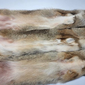 Tanned Midwestern Coyote Pelt #1 Grade (size 2XL) - Etsy