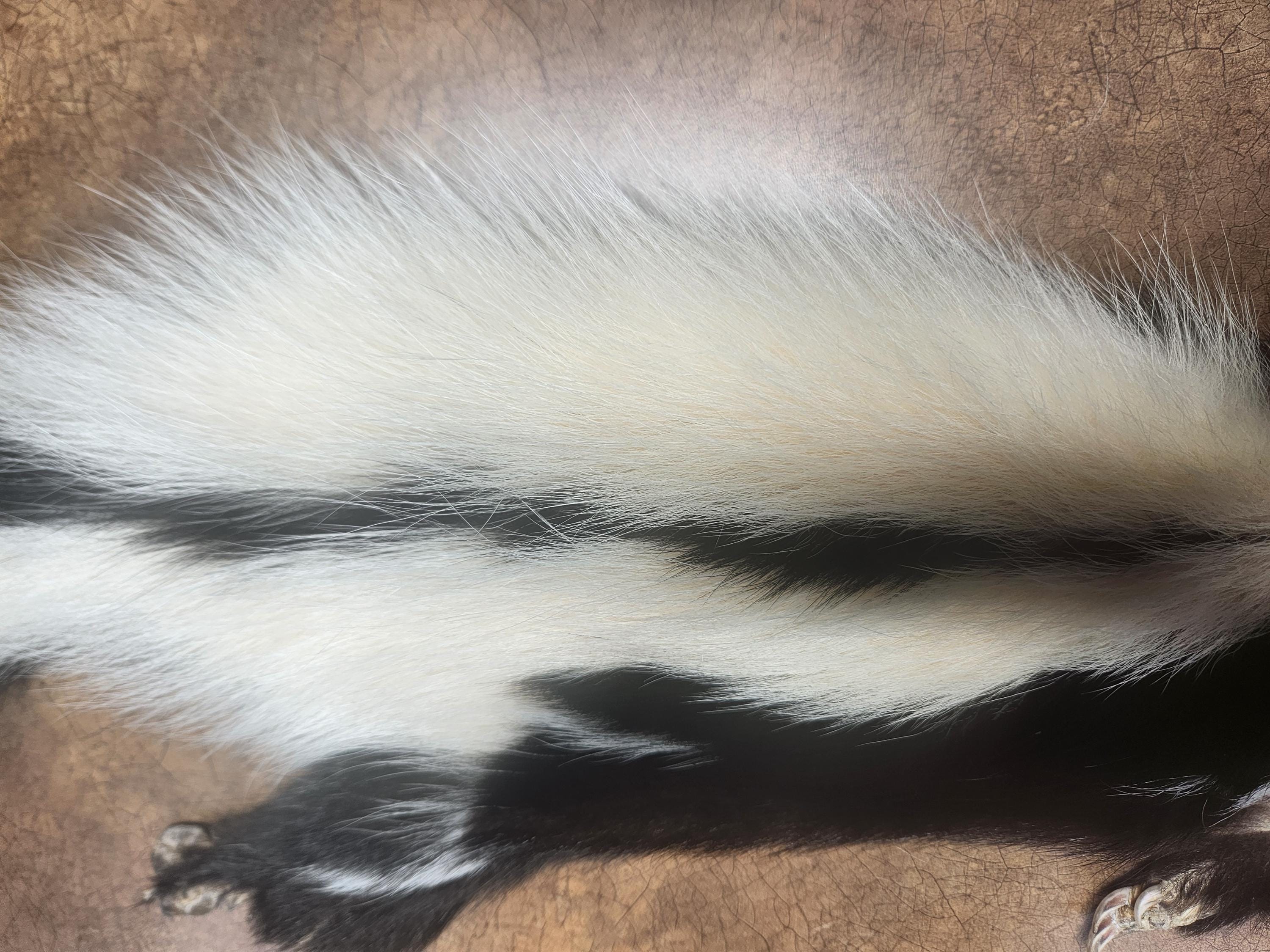 Tanned Skunk Pelt Complete With Feet / Claws 9 - Etsy