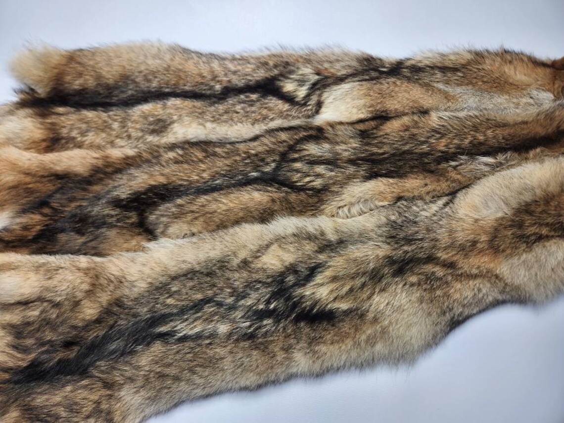 Tanned Midwestern Coyote Pelt 1 Grade size 2XL - Etsy