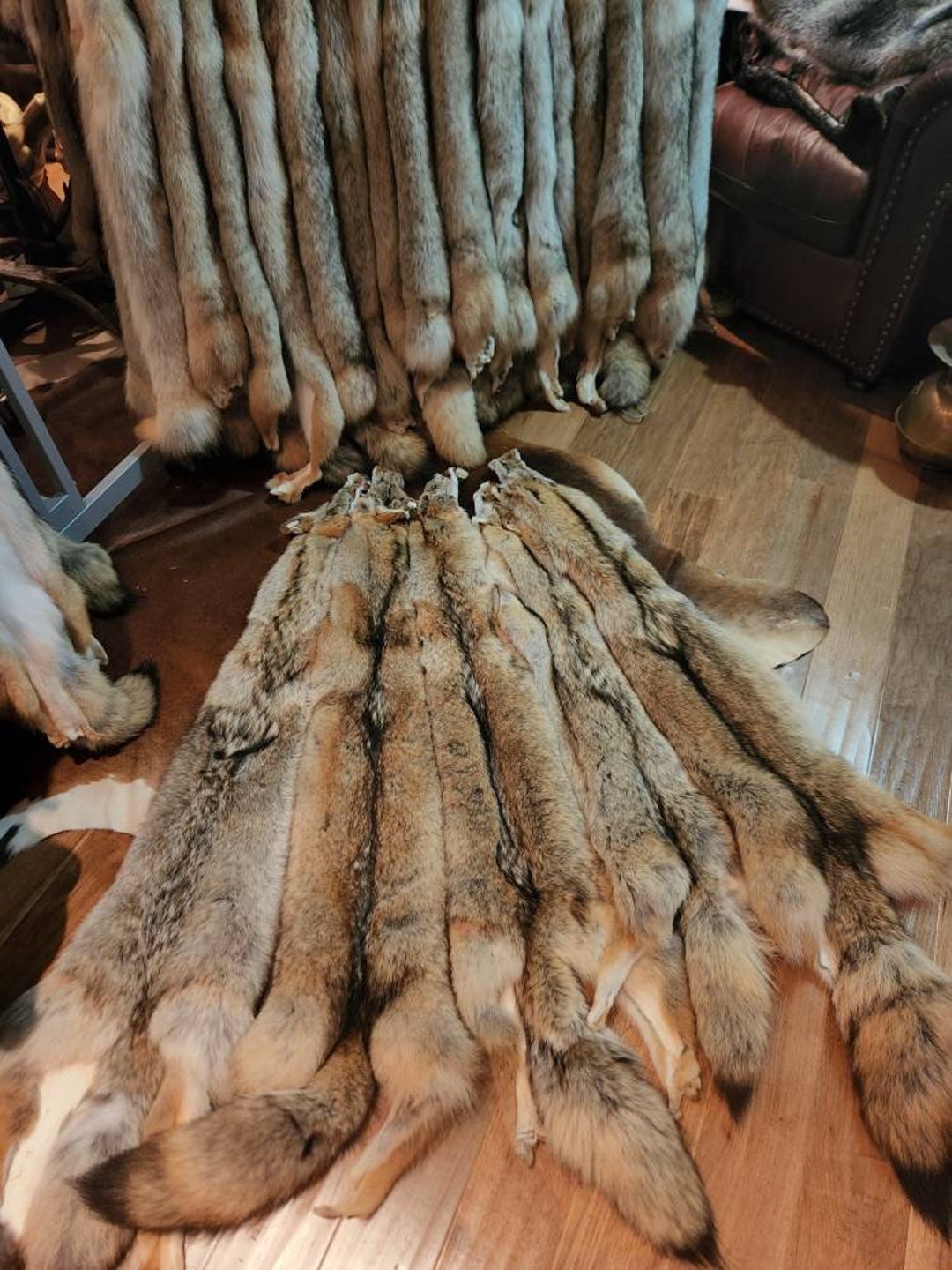 Tanned Western Semiheavy Pale Coyote Pelt (size 2XL) - Etsy