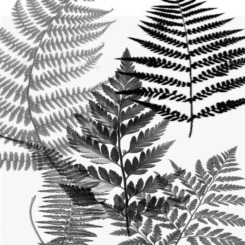 Procreate Brush Set , Tattoo Brushes, Over 75 Fern and Pine One ...