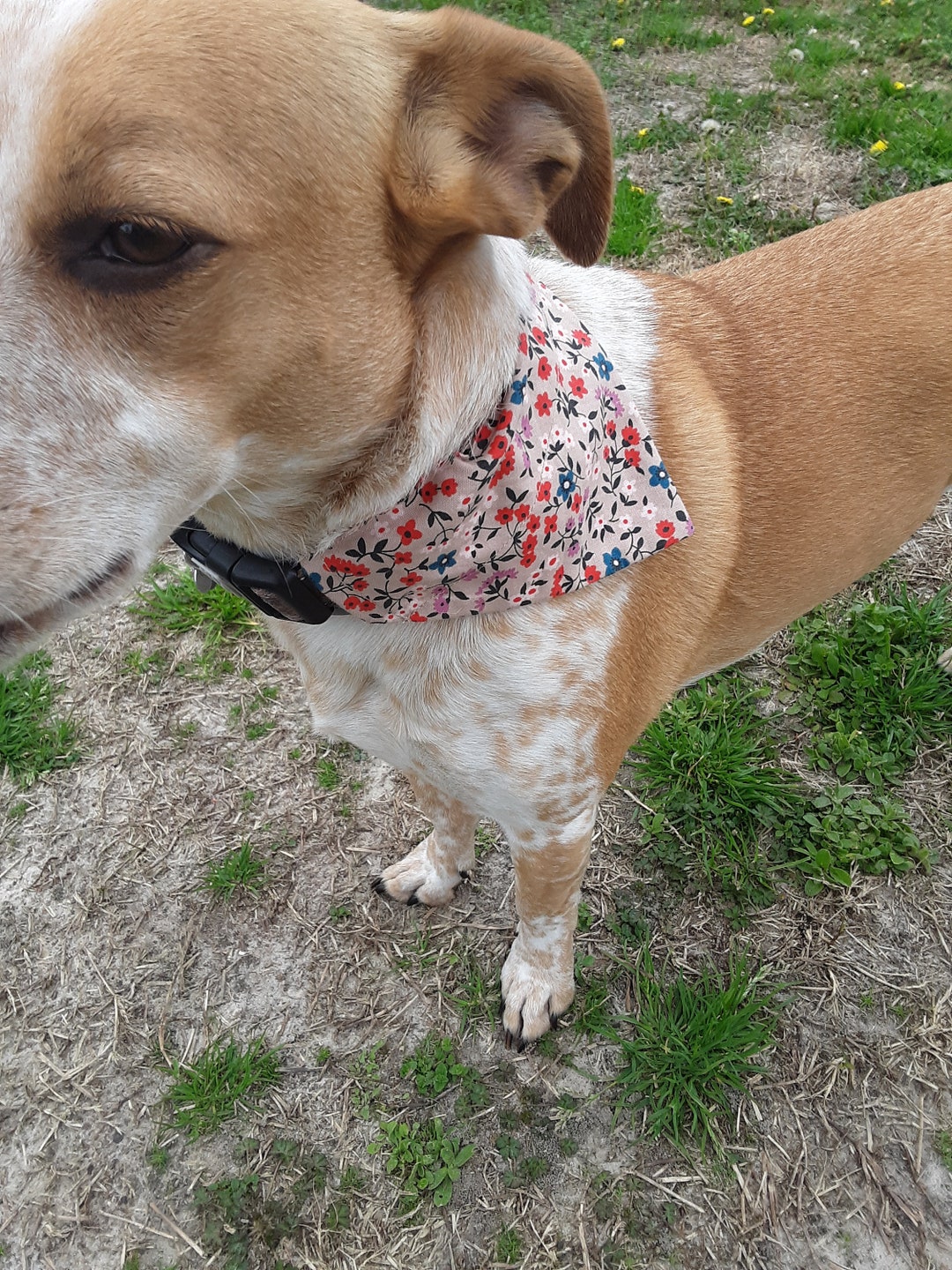 Customizable Dog Bandana - Etsy