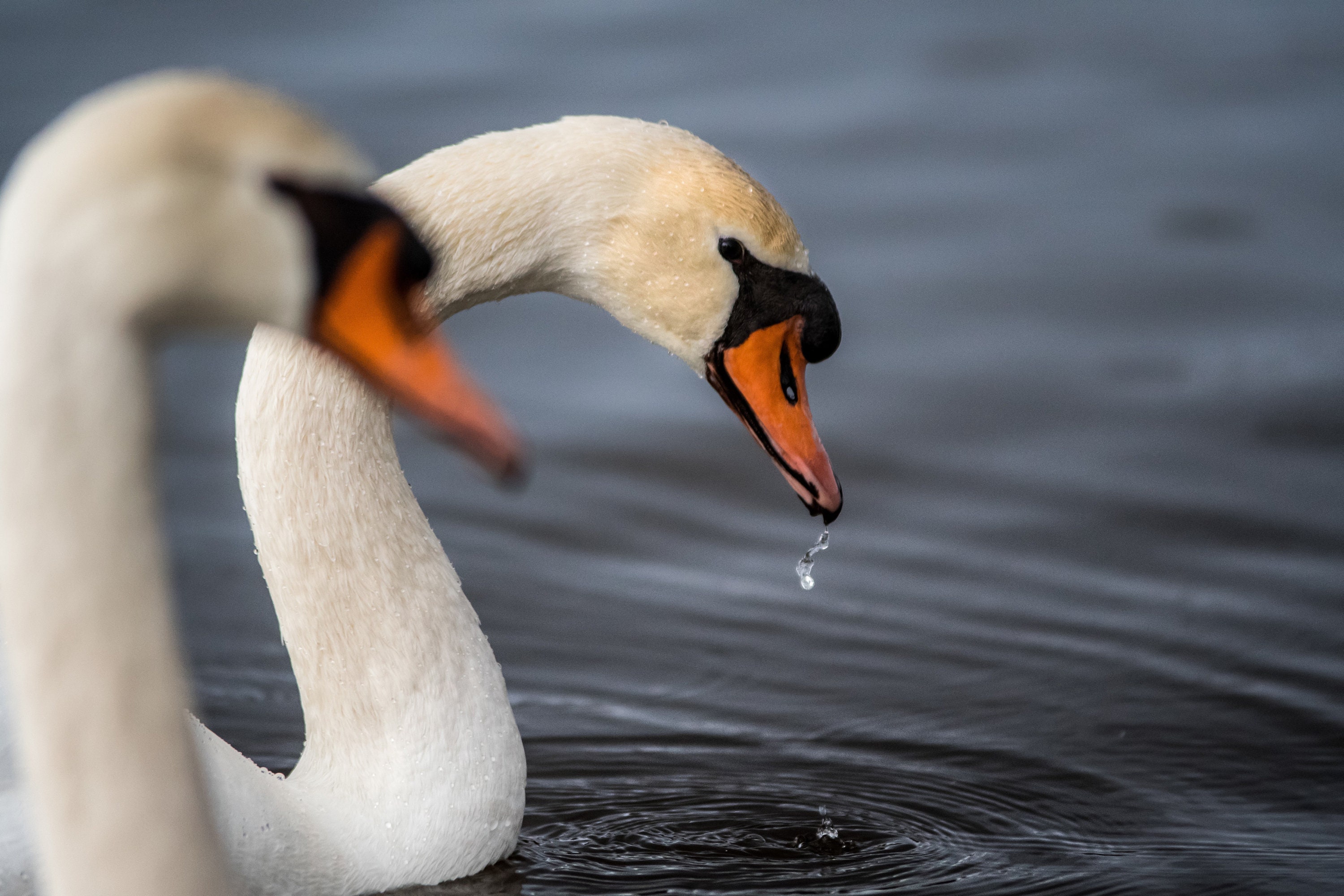 Swans Print, Two Swans Photo, Wildlife Photography, Wall Art, Nature ...