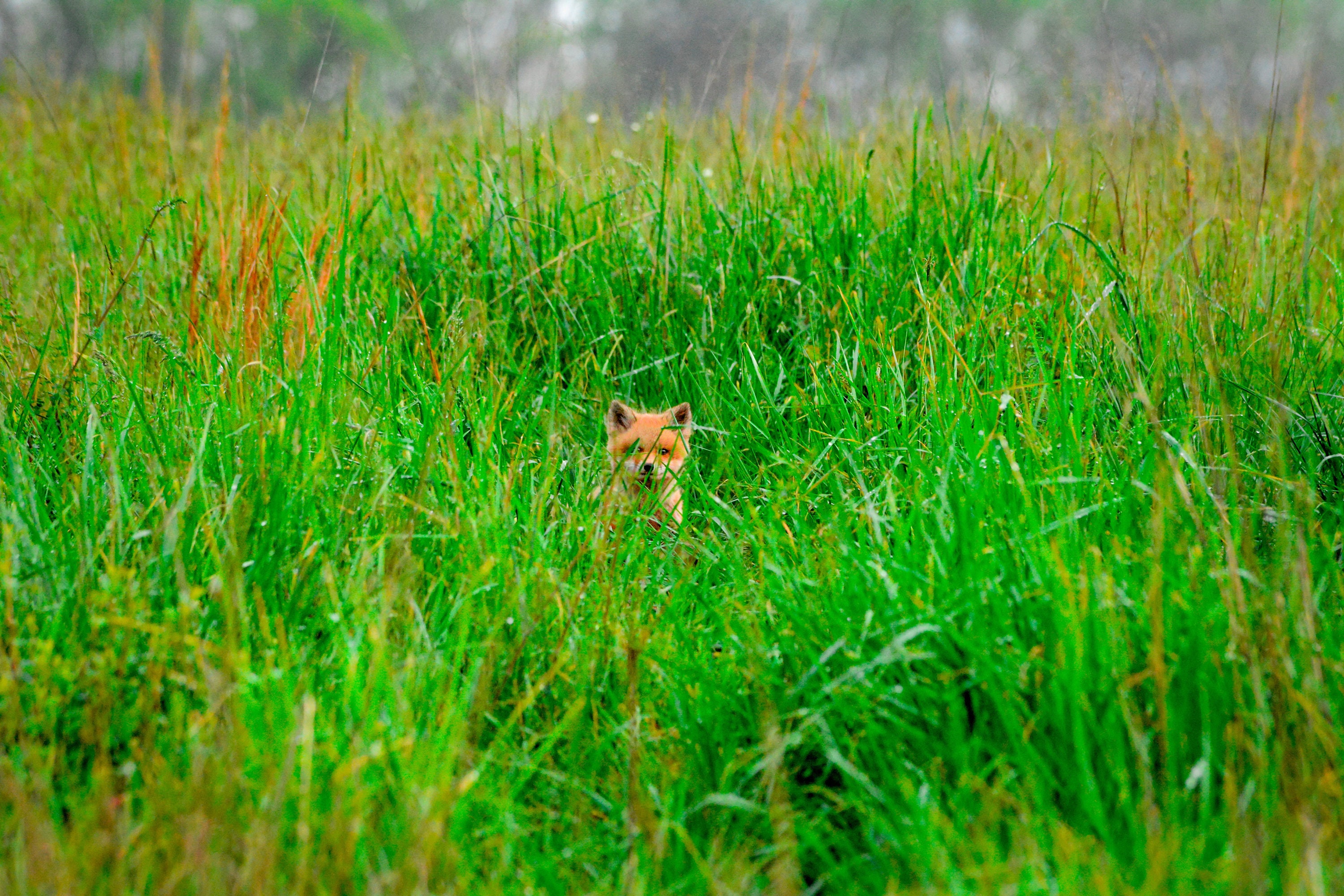 Fox Print, Fox Photography, Baby Fox, Kit, Baby Animals, Wildlife ...