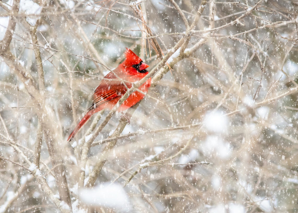 Cardinal in the Snow, Snow Bird, Wintertime Cardinal, Red Bird in the ...